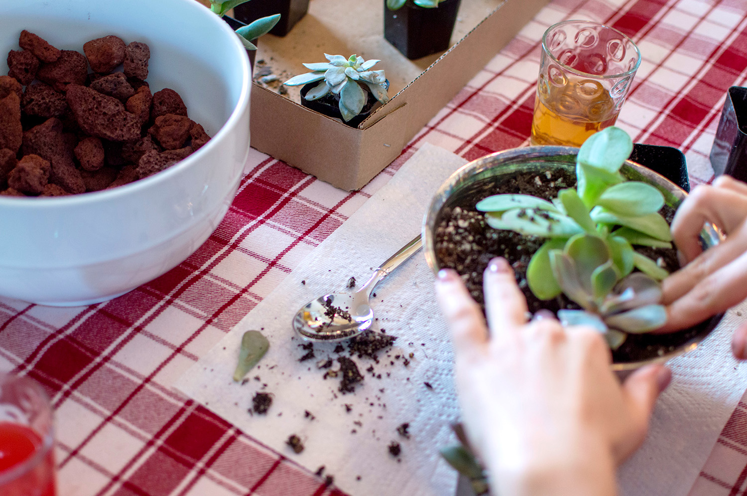 Let’s Get Growing! DIY Succulent Planting Party Idea – Oh, Julia Ann